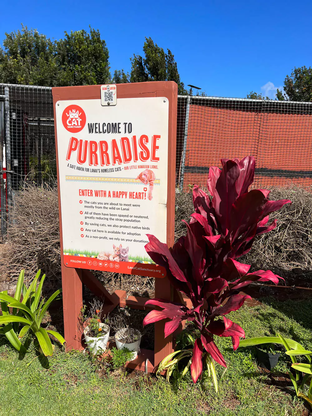 Lanai Cat Sanctuary: What To Expect On Your Visit