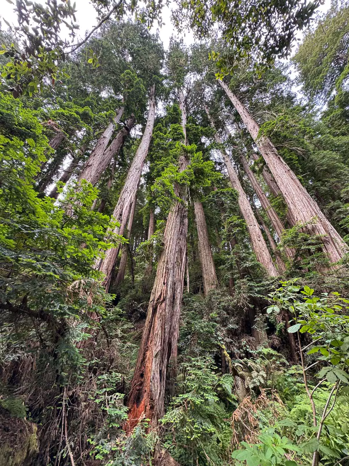 Muir Woods Day Trip Guide