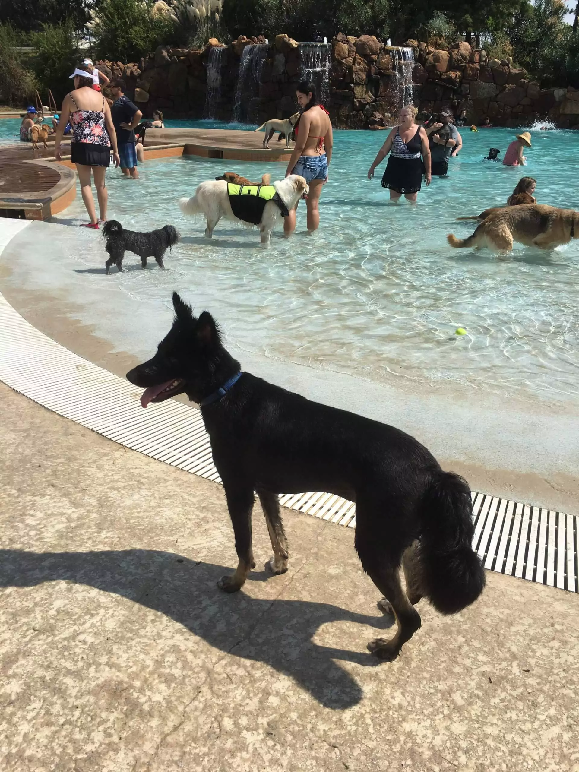 Awesome Dog Swim Days 2026 In Dallas/Ft. Worth Metroplex