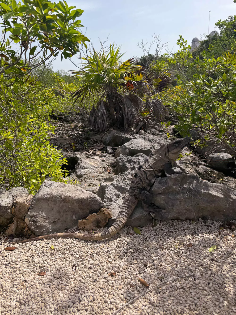 The Ultimate Private Cenotes Tour In Tulum