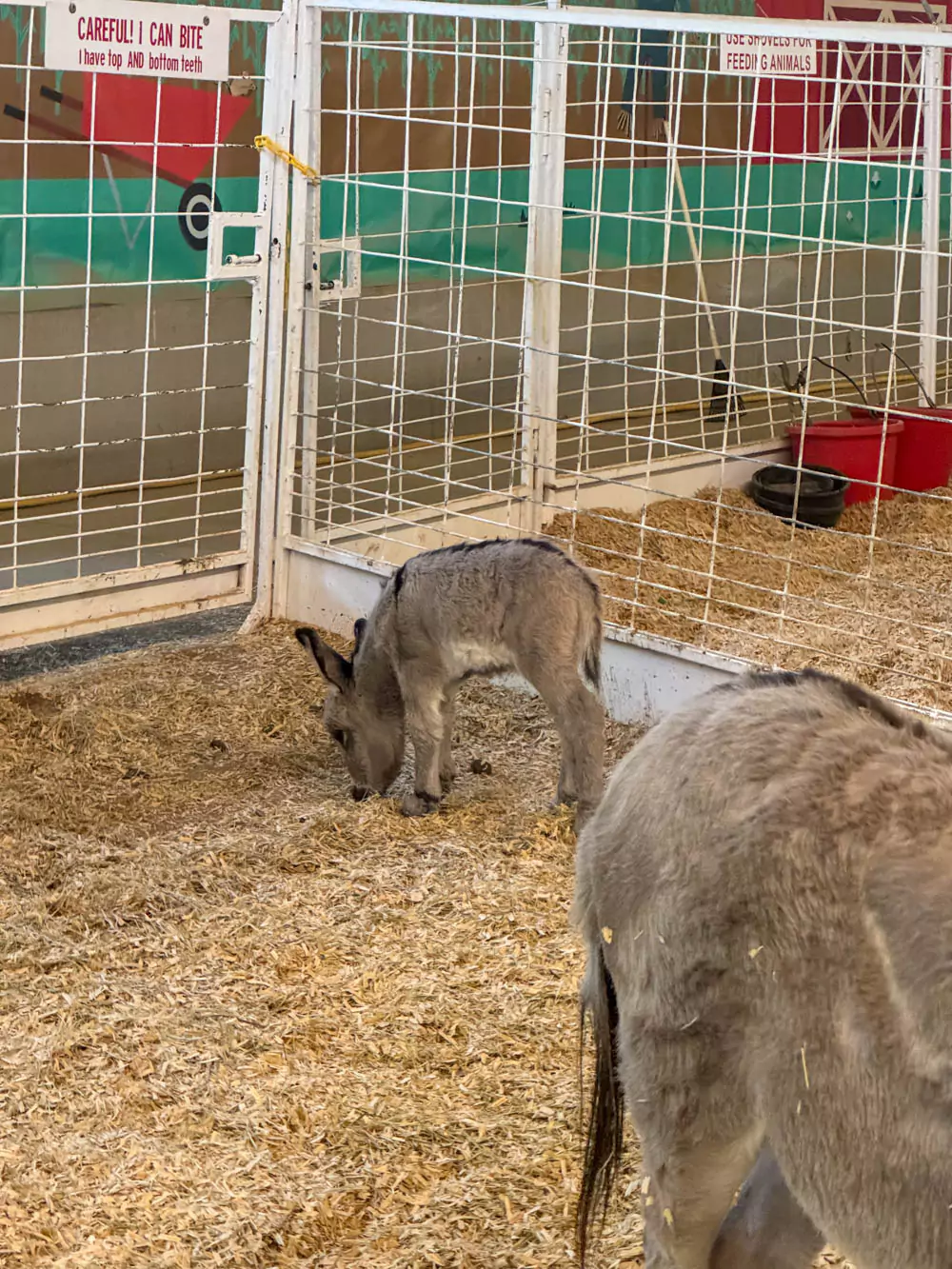 Livestock Birthing Barn & Petting Zoo At The Texas State Fair